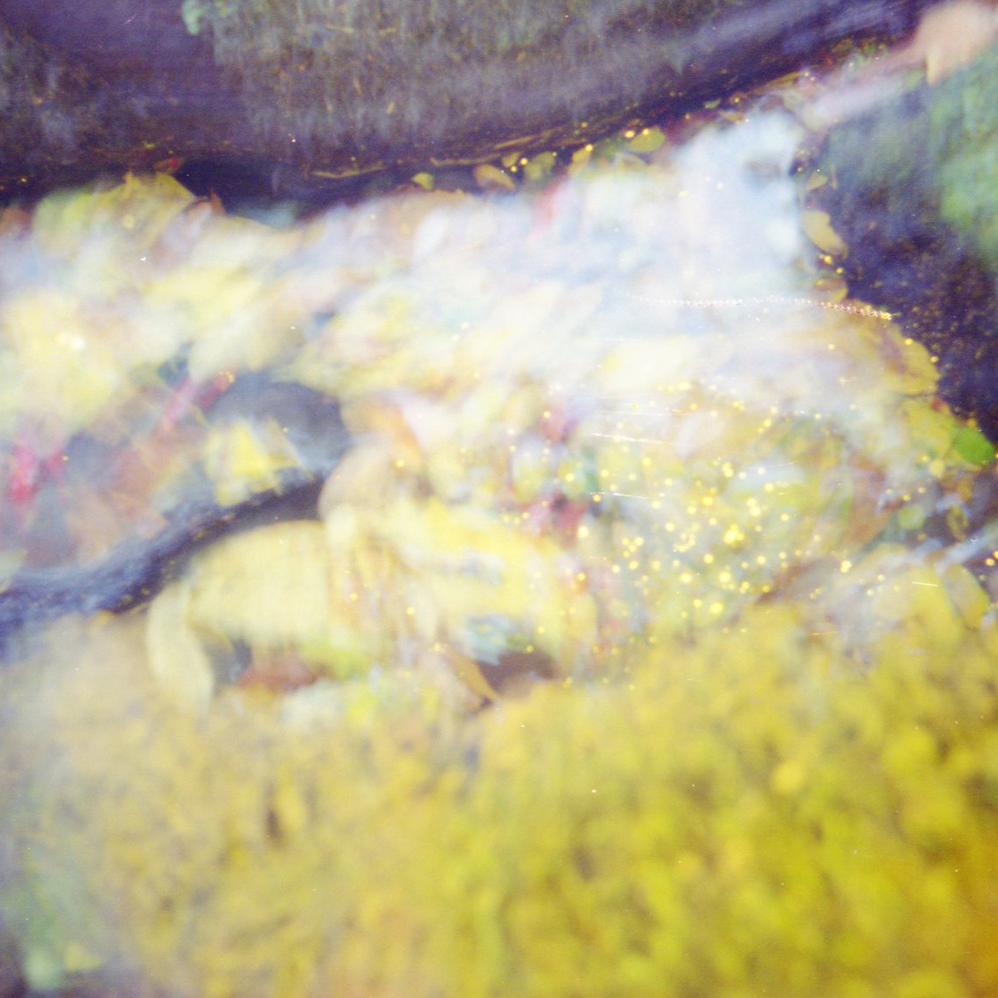 Tune In, Drop Out, Join La Hell Gang - Mexican Summer - Independent ...